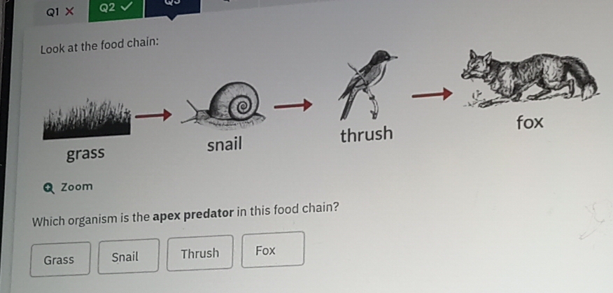 Gelöst:Zoom Which organism is the apex predator in this food chain ...
