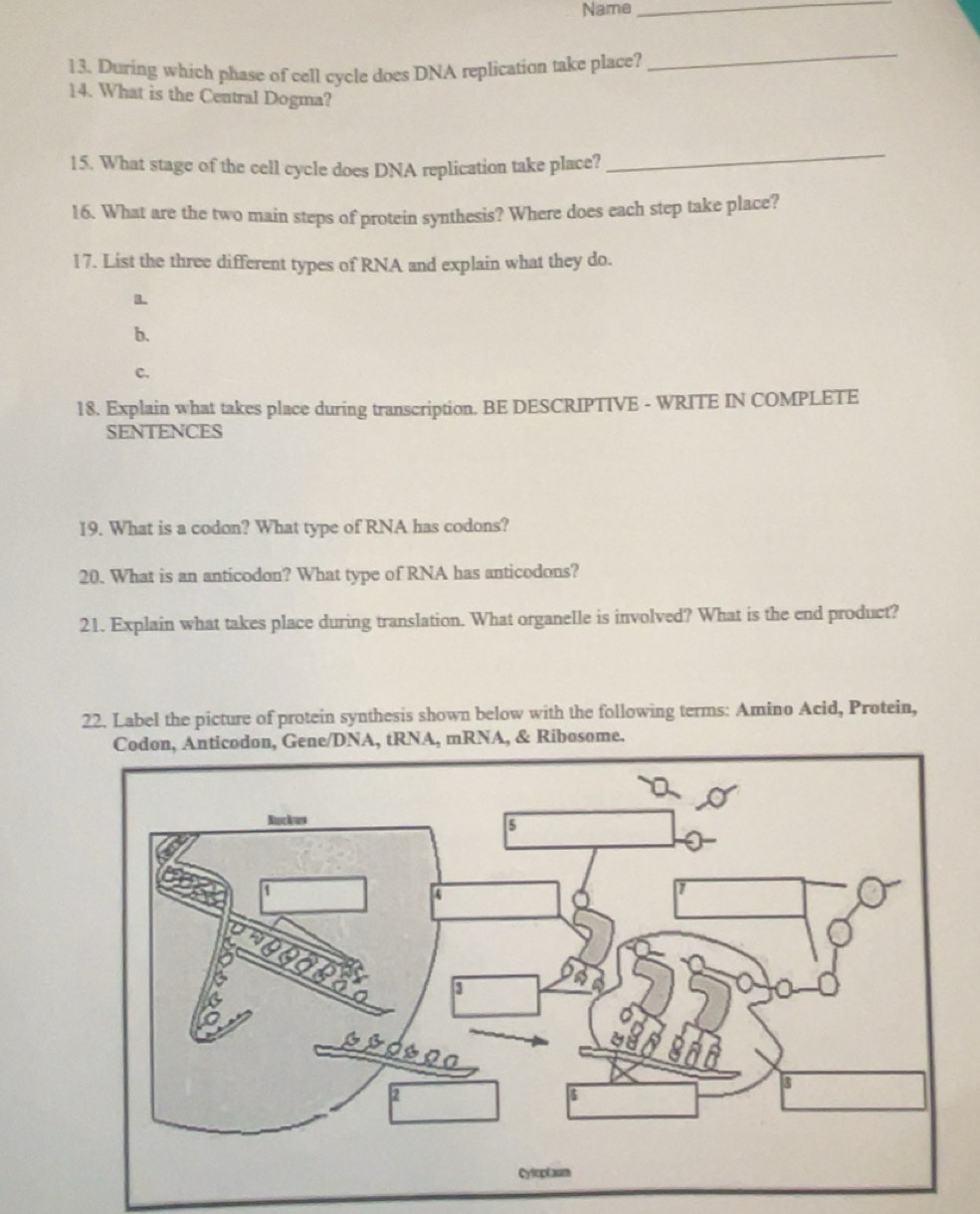 Solved: Name_ 13. During which phase of cell cycle does DNA replication ...