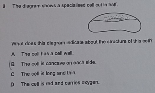Solved: The diagram shows a specialised cell cut in half. What does ...