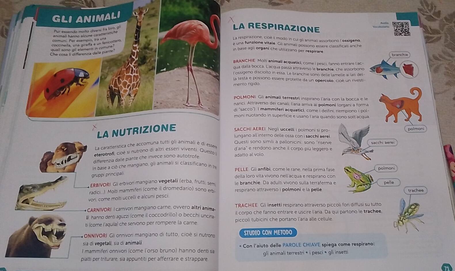 Risolto:LA RESPIRAZIONE La respirazione, cioè il modo in cui gli ...