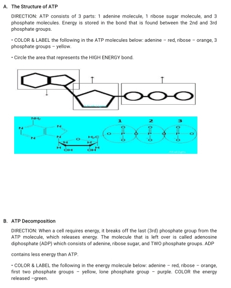 Solved: The Structure of ATP DIRECTION: ATP consists of 3 parts: 1 ...