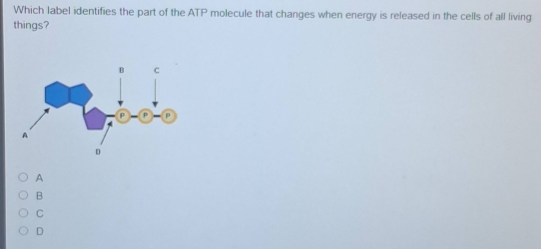Solved: Which label identifies the part of the ATP molecule that ...