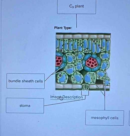 Solved: C_3 plant Plant Type: bundle sheath cells Image Description ...