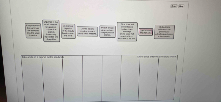 Solved: Reset Help Enzymes in the Enzymes from the nancreas small ...