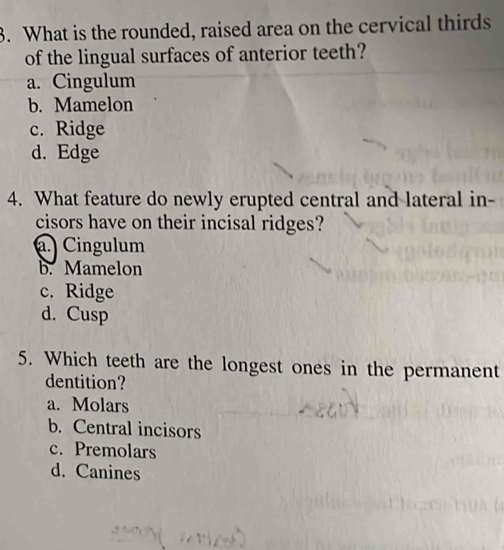 Solved: What is the rounded, raised area on the cervical thirds of the ...