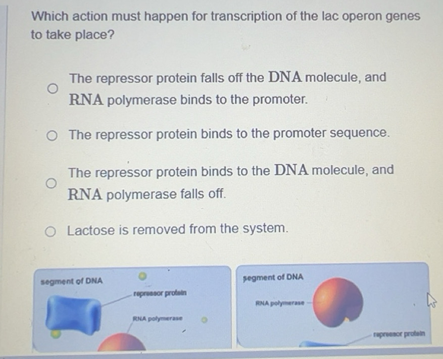 Solved: Which action must happen for transcription of the lac operon ...