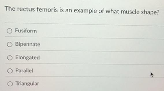 Solved: The rectus femoris is an example of what muscle shape? Fusiform ...