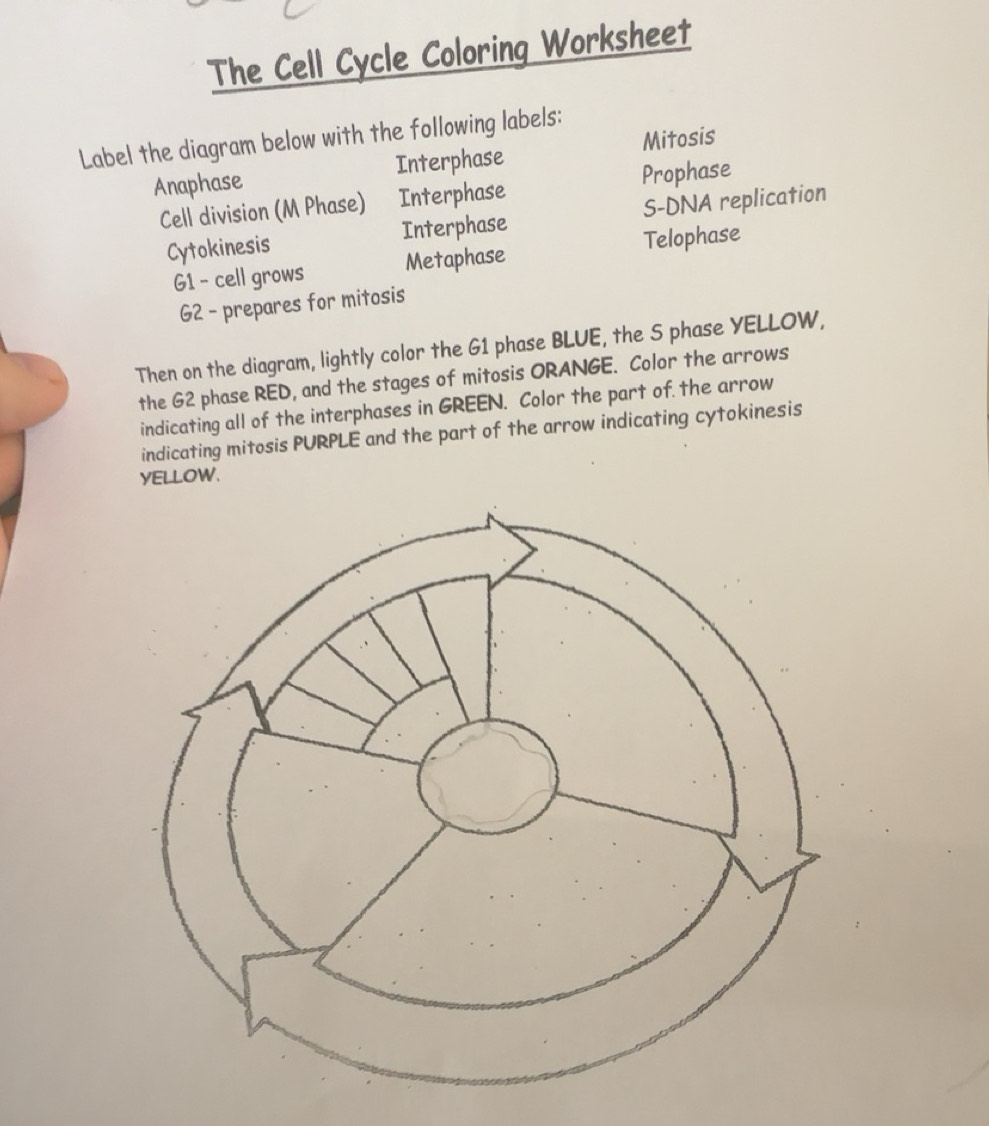 Gelöst:The Cell Cycle Coloring Worksheet Label the diagram below with ...