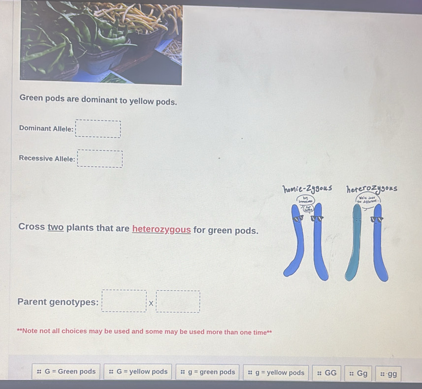 Solved: Green pods are dominant to yellow pods. Dominant Allele ...