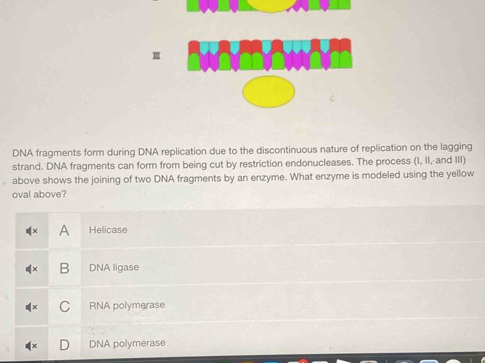 Solved: DNA fragments form during DNA replication due to the ...