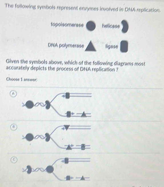 Solved: The following symbols represent enzymes involved in DNA replication. topoisomerase ...
