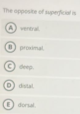 Solved: The opposite of superficial is A ventral. B proximal. C deep. D ...