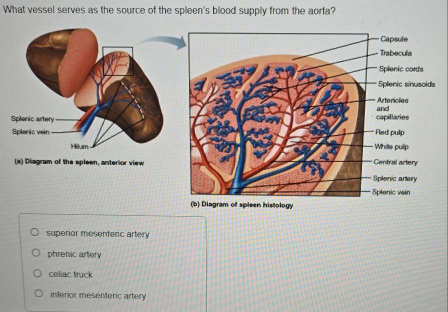 Solved: What vessel serves as the source of the spleen's blood supply ...