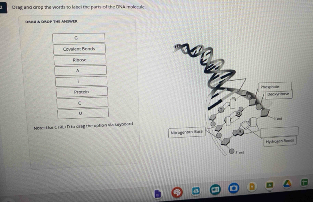 Solved: Drag and drop the words to label the parts of the DNA molecule ...