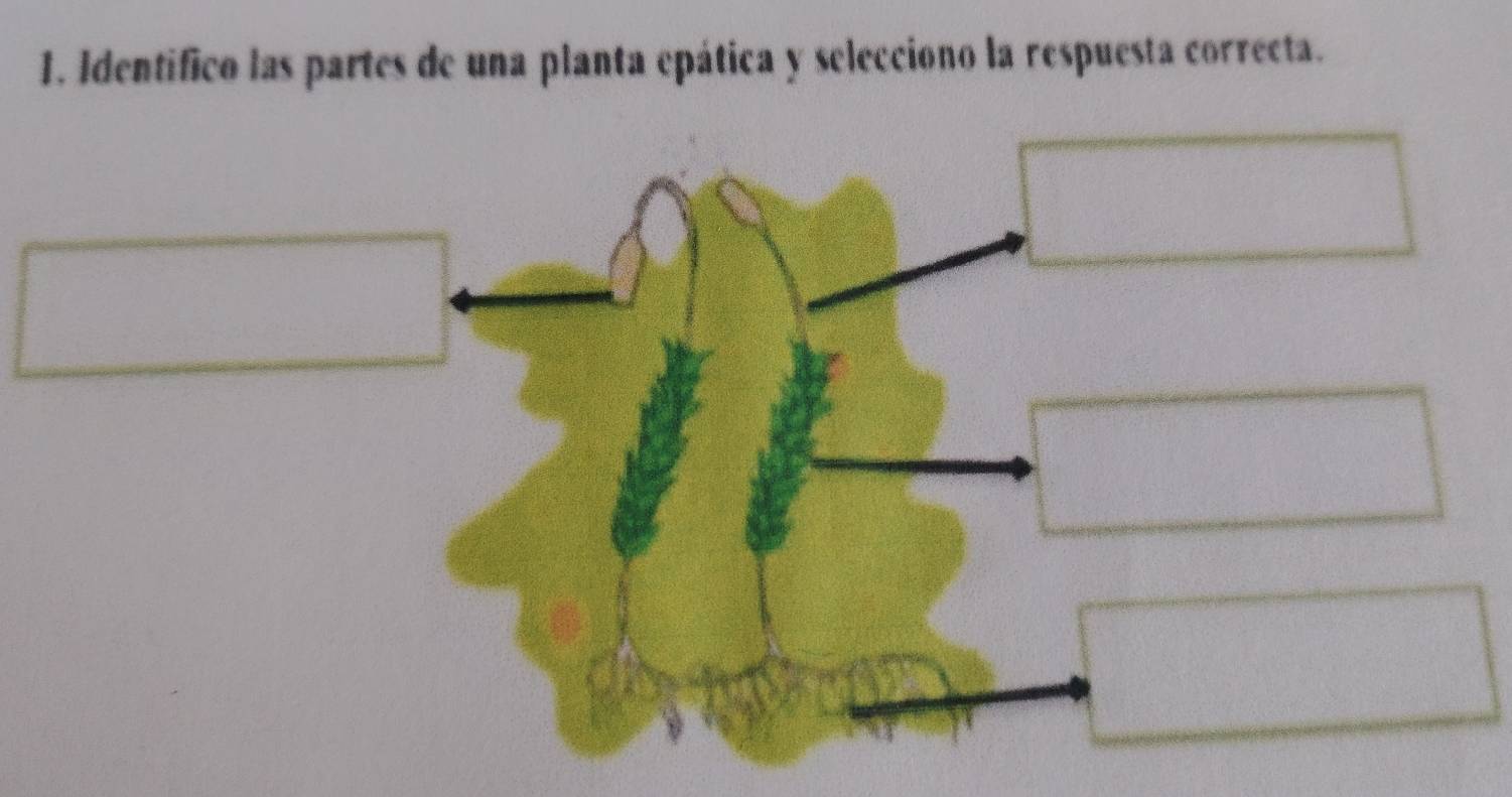 Resuelto:Identifico las partes de una planta epática y selecciono la ...