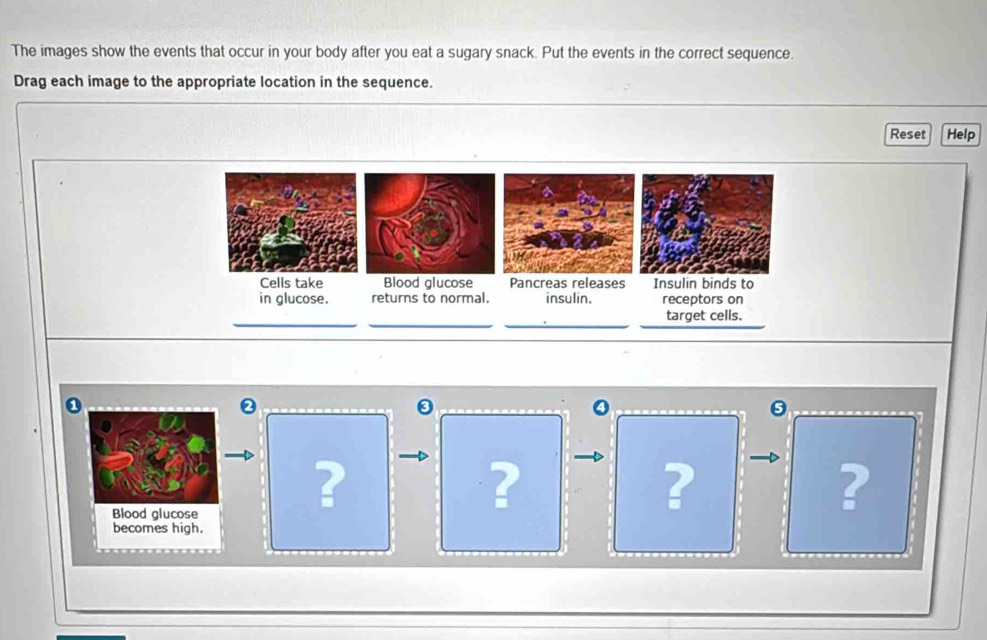Solved: The images show the events that occur in your body after you ...