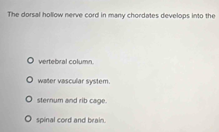 Solved: The dorsal hollow nerve cord in many chordates develops into ...