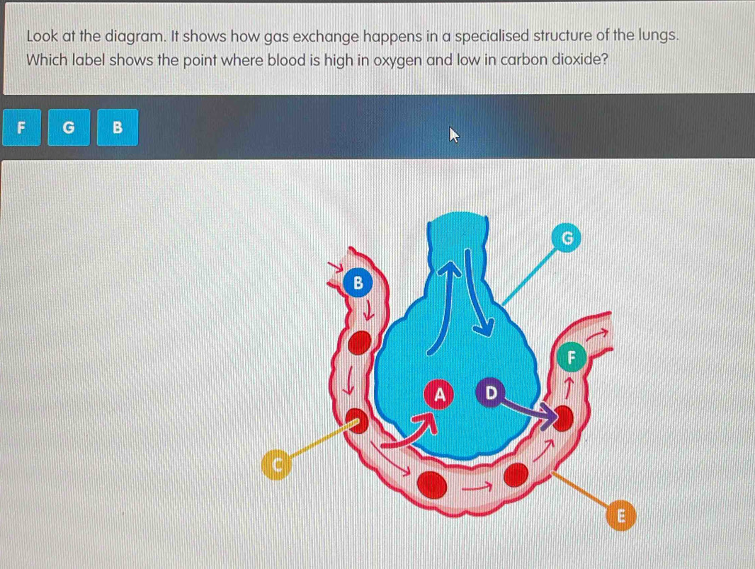 Solved: Look at the diagram. It shows how gas exchange happens in a ... Solved: Look at the diagram. It shows how gas exchange happens in a ...