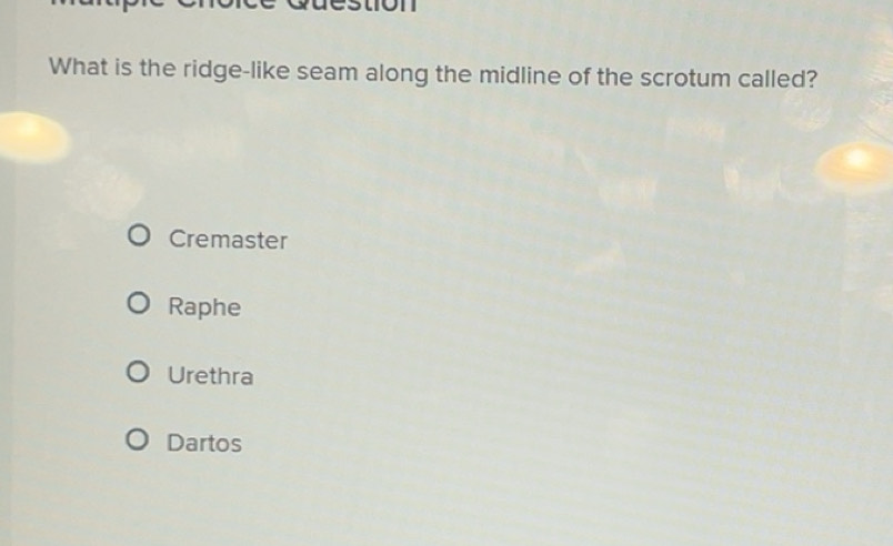 Solved: What is the ridge-like seam along the midline of the scrotum ...