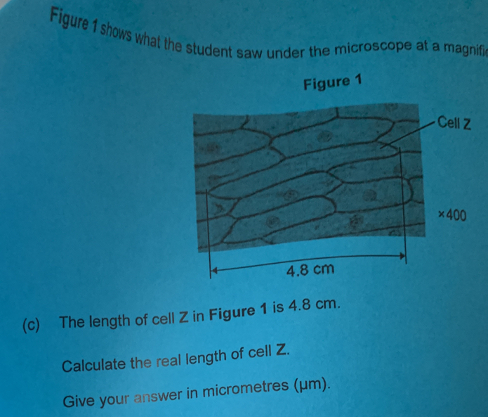 Solved: Figure 1 shows what the student saw under the microscope at a ...