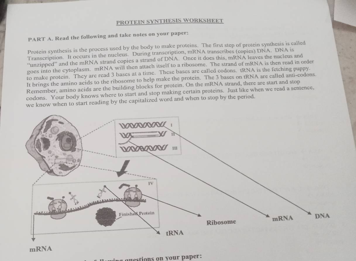 Solved: PROTEIN SYNTHESIS WORKSHEET PART A. Read the following and take ...