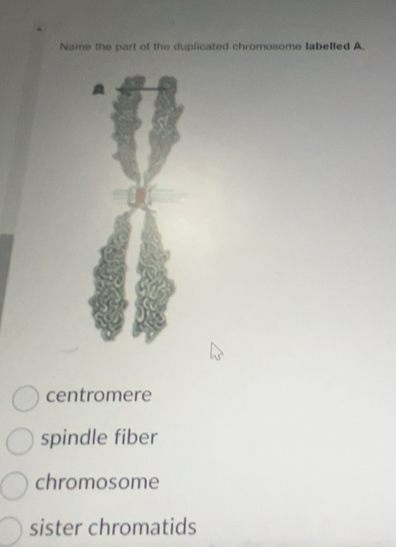 Solved: Name the part of the duplicated chromosome labelled A ...