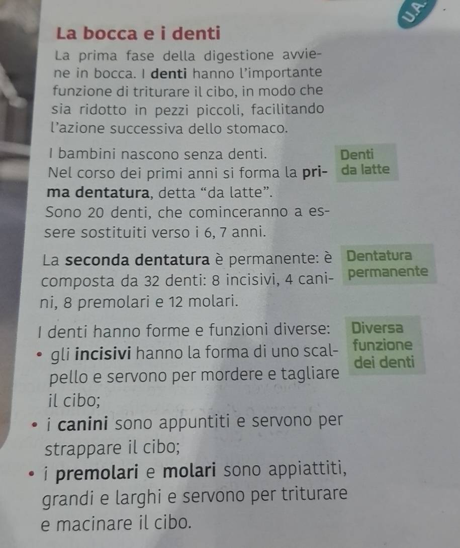 Risolto:La bocca e i denti La prima fase della digestione avvie- ne in ...