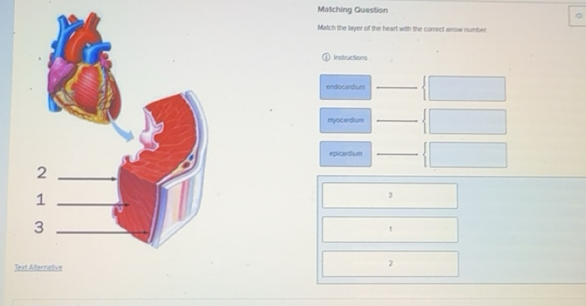 Solved: Matching Question Match the layer of the heart with the correct arrow number. Instructio ...
