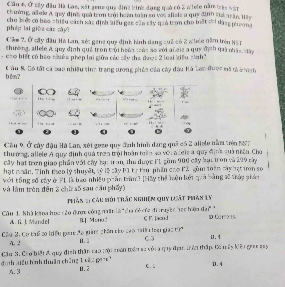 Giải quyết:Ở cây đậu Hà Lan, xét gene quy định hình dạng quả có 2 ...