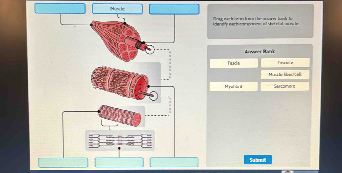 Solved: Muscle Drag each term from the answer bank to identify each ...