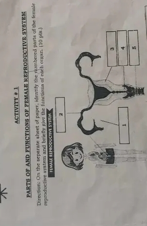 Solved: ACTIVITY # 1 PARTS OF AND FUNCTIONS OF FEMALE REPRODUCTIVE ...