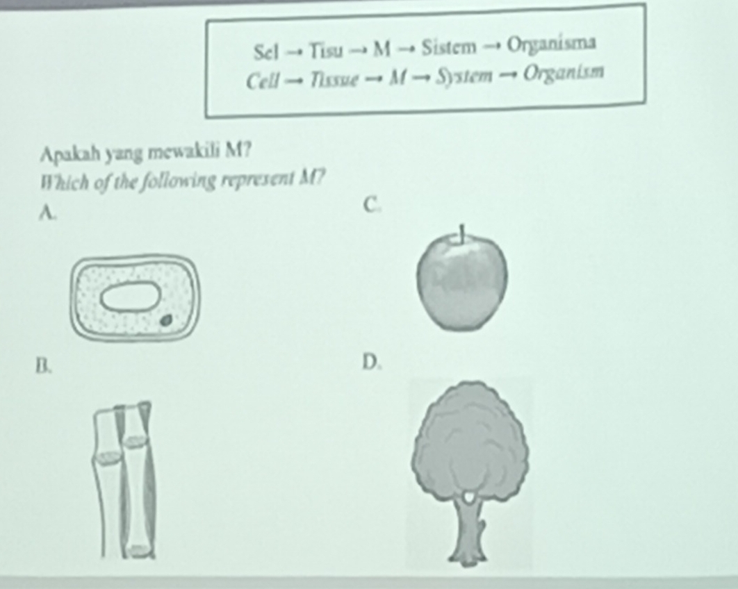 Selesai:Sel → Tisu → M → Sistem → Organisma Cell → Tissue → M → System ...