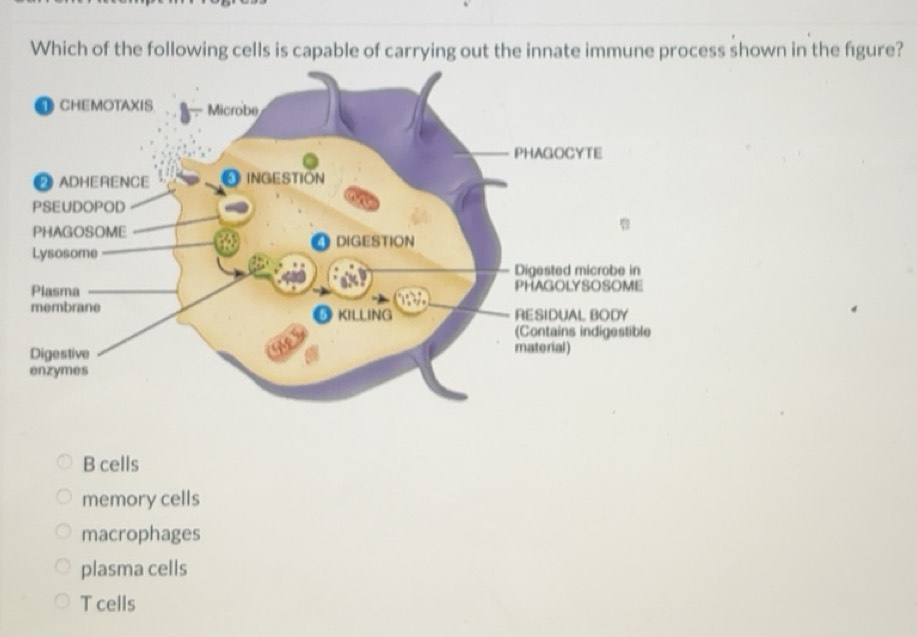 Solved: Which of the following cells is capable of carrying out the ...
