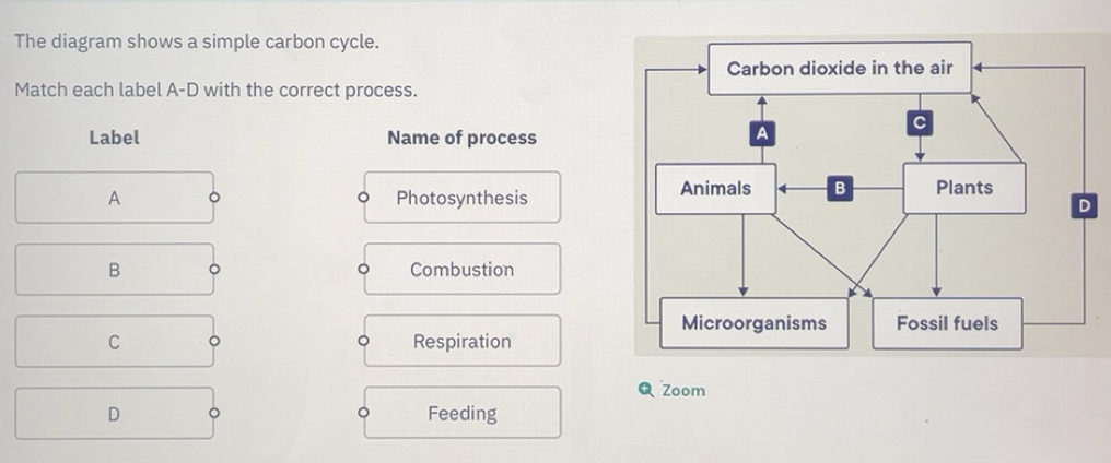 Gelöst:The diagram shows a simple carbon cycle. Match each label A-D ...