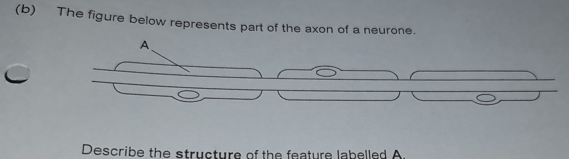 Solved: The figure below represents part of the axon of a neurone ...