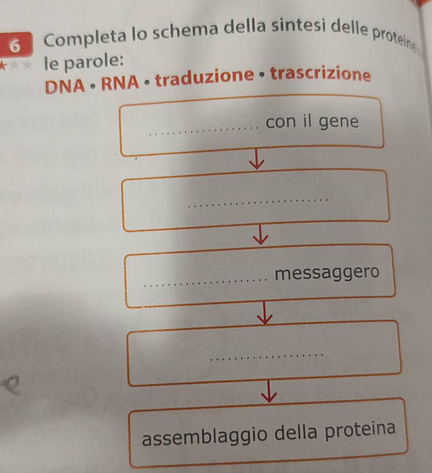 Risolto:Completa lo schema della sintesi delle protein le parole: DNA ...