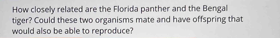 Solved: How closely related are the Florida panther and the Bengal ...
