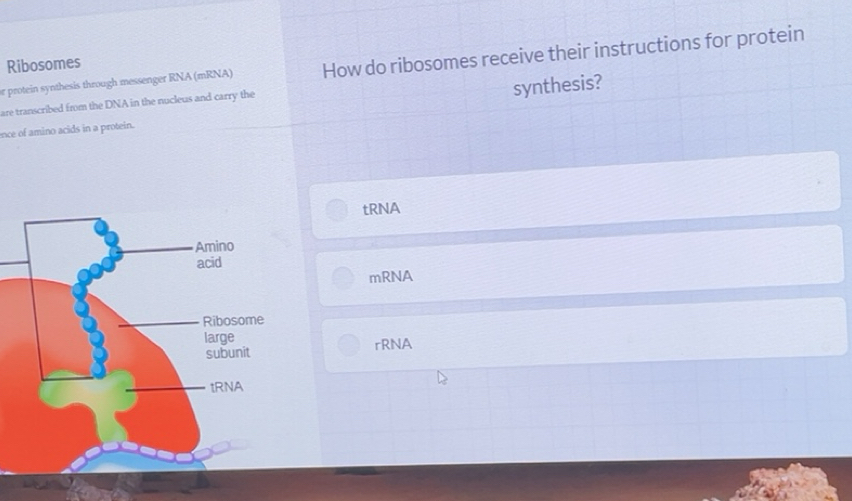 Solved: or protein synthesis through messenger RNA (mRNA) How do ...