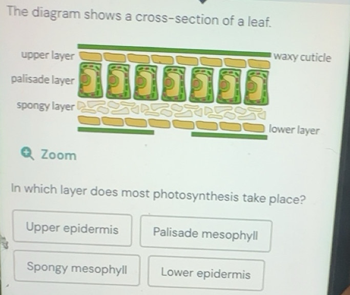 Solved: The diagram shows a cross-section of a leaf. upper layer waxy ...