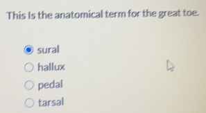 Solved: This Is the anatomical term for the great toe. sural hallux ...