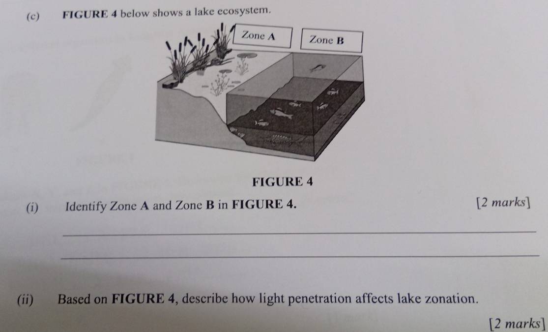 Selesai:FIGURE 4 below shows a lake ecosystem. FIGURE 4 (i) Identify ...
