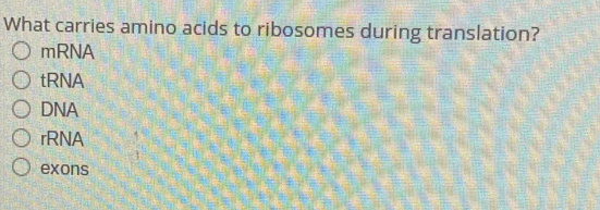 Solved: What carries amino acids to ribosomes during translation? mRNA ...