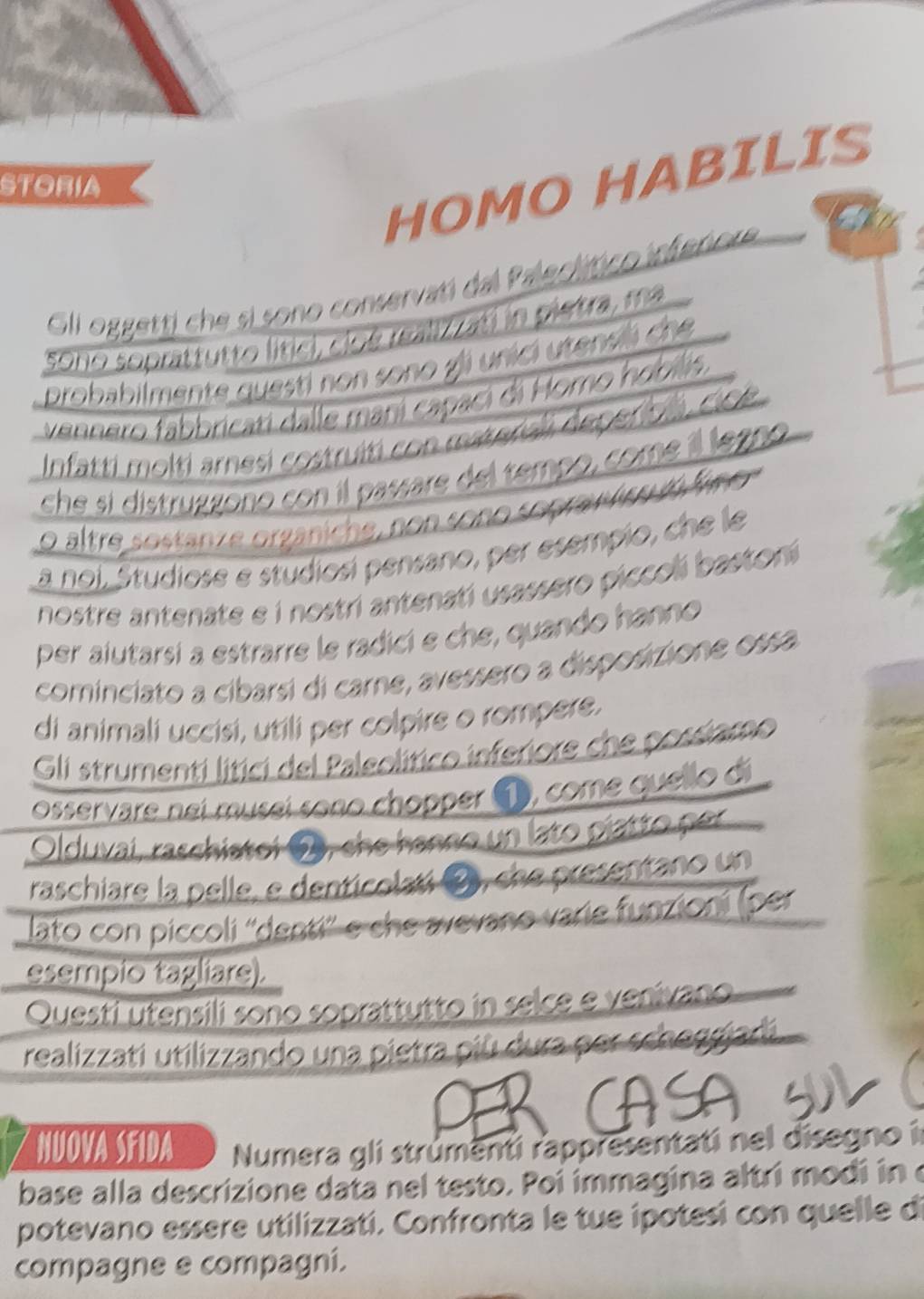 Risolto:HOMO HABILIS STORIA Gll oggetti che si sono conservati del ...