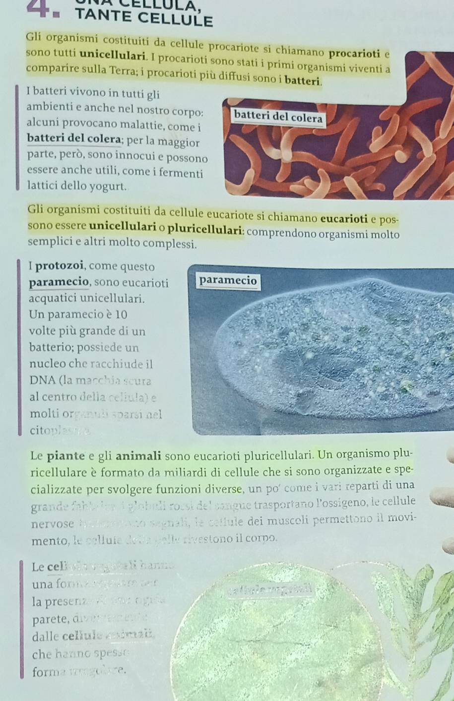 Risolto:A CELLULA, TAnTe cellule Gli organismi costituiti da cellule ...