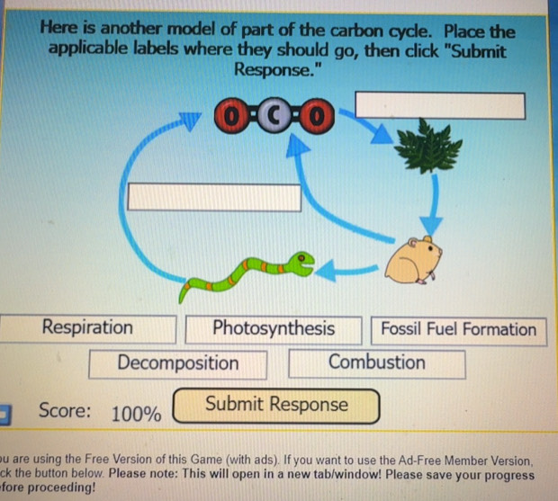 Solved: Here is another model of part of the carbon cycle. Place the ...