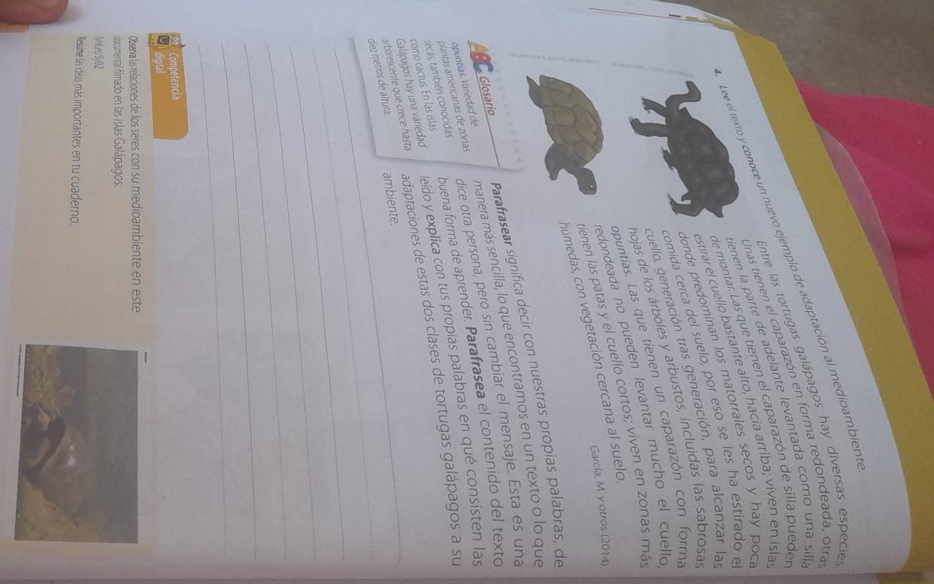 Resuelto:Entre las tortugas galápagos hay diversas especie Lee el texto ...