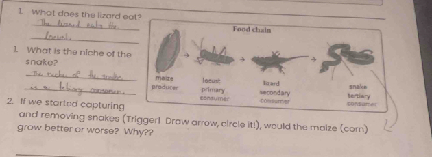 Solved: What does the lizard eat? _ _ Food chain 1. What is the niche ...