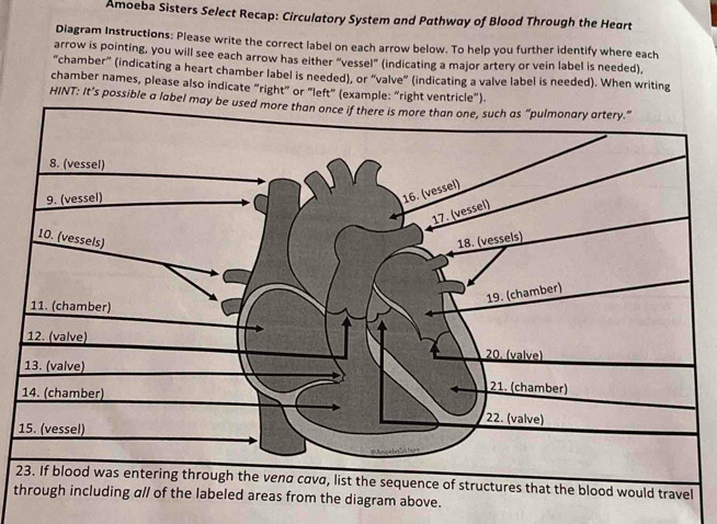 Solved: Amoeba Sisters Select Recap: Circulatory System and Pathway of ...