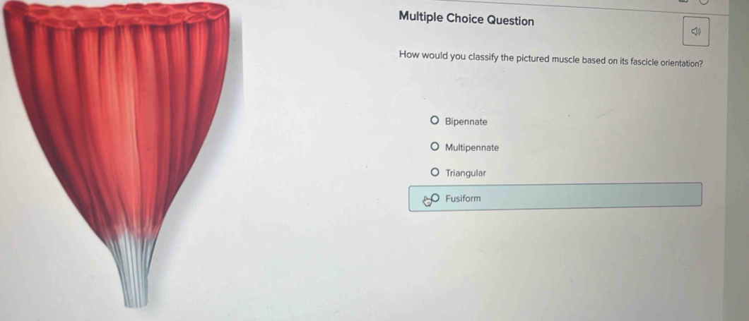 Solved: Question How would you classify the pictured muscle based on ...