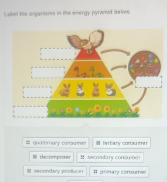 Solved: Label the organisms in the energy pyramid below. quaternary ...